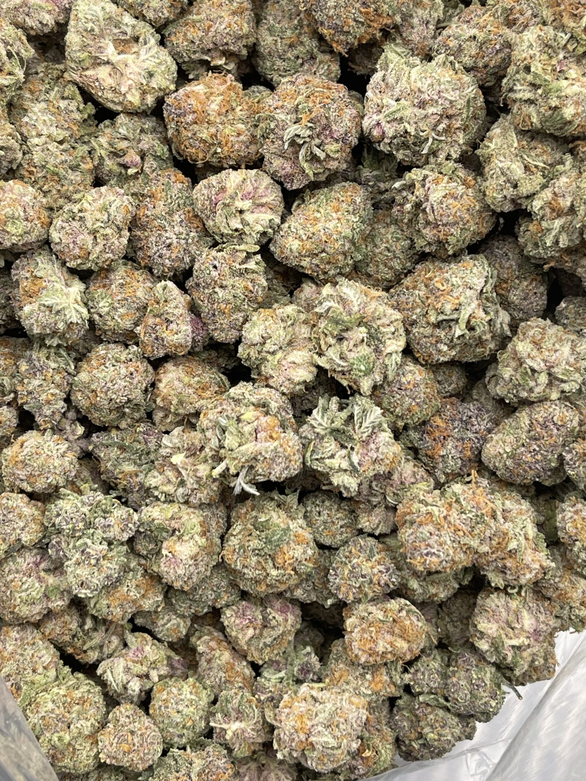 ELECTRIC KOOL AID - Midget Budz